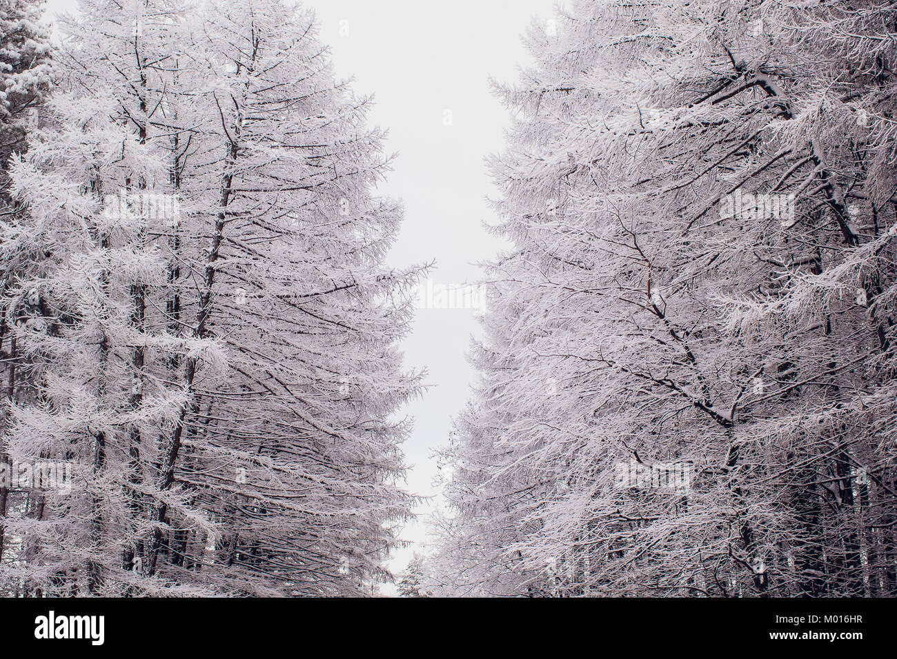 Winter forest on sun and tree in snow Stock Photo - Alamy