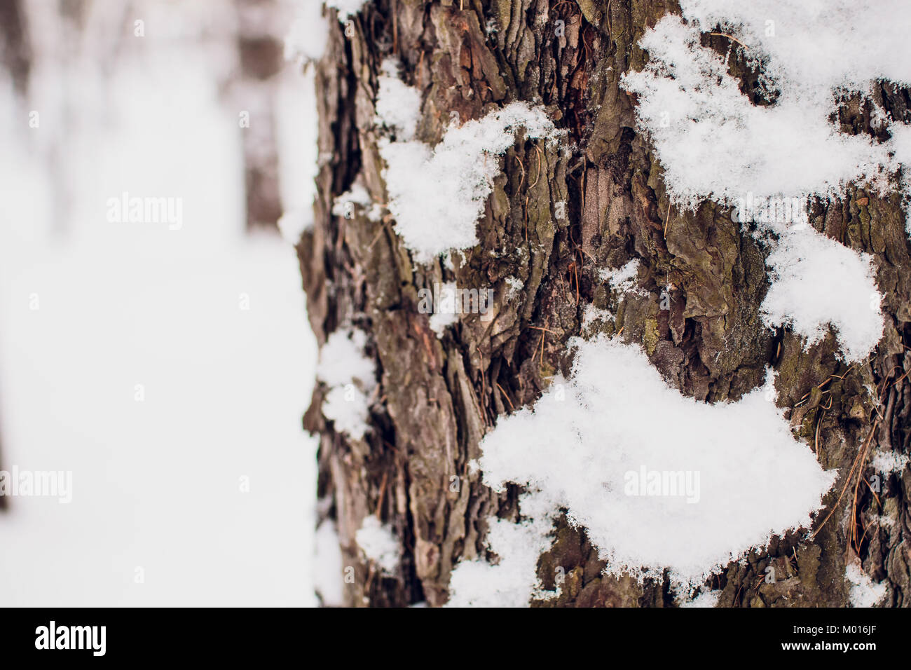 Winter forest on sun and tree in snow Stock Photo - Alamy