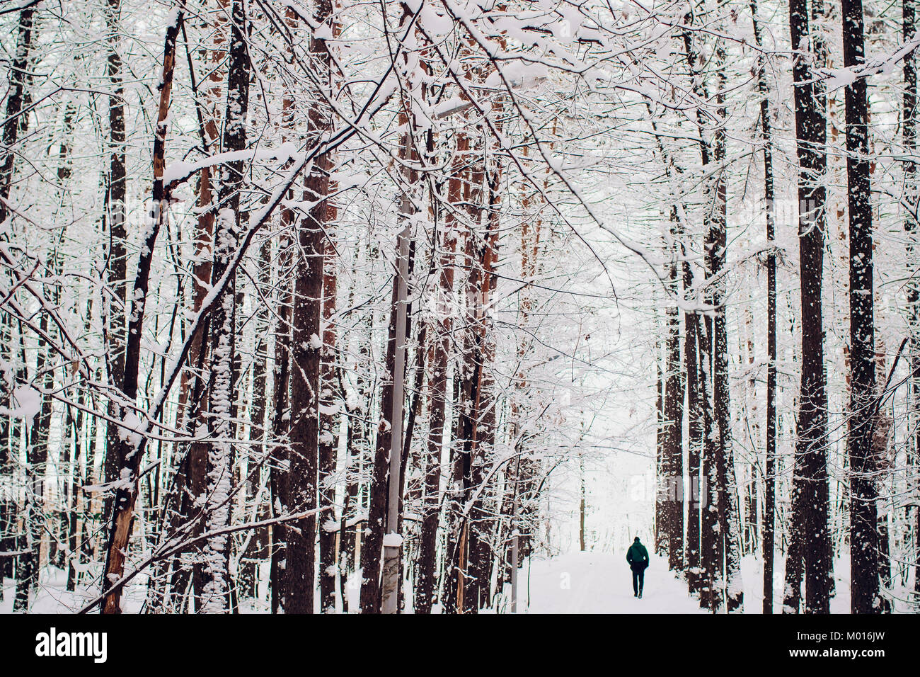 Back view of man ski touring in snowy forest. Unrecognizable. Cloudy ...