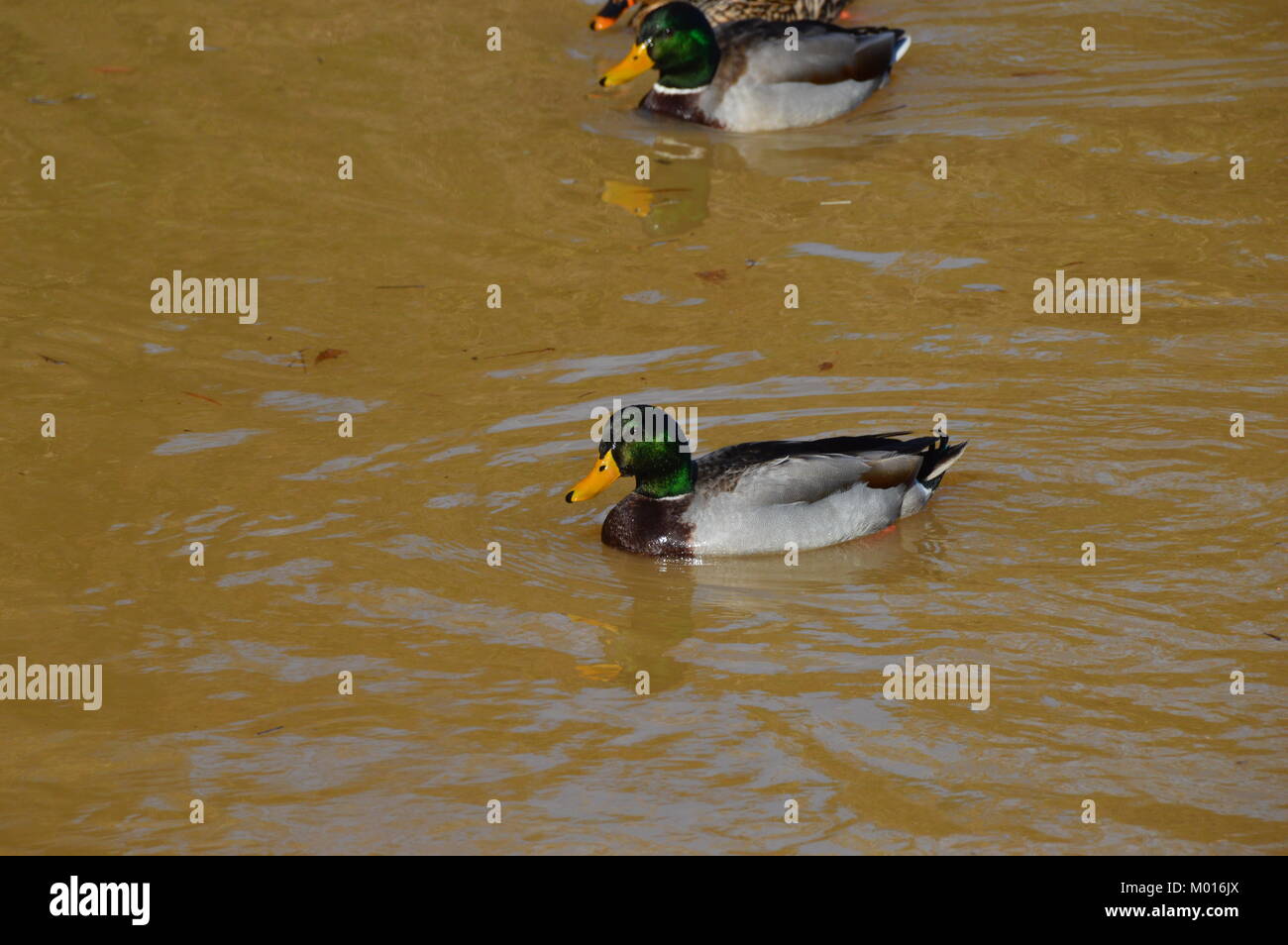 Mallards in Nashville Stock Photo - Alamy