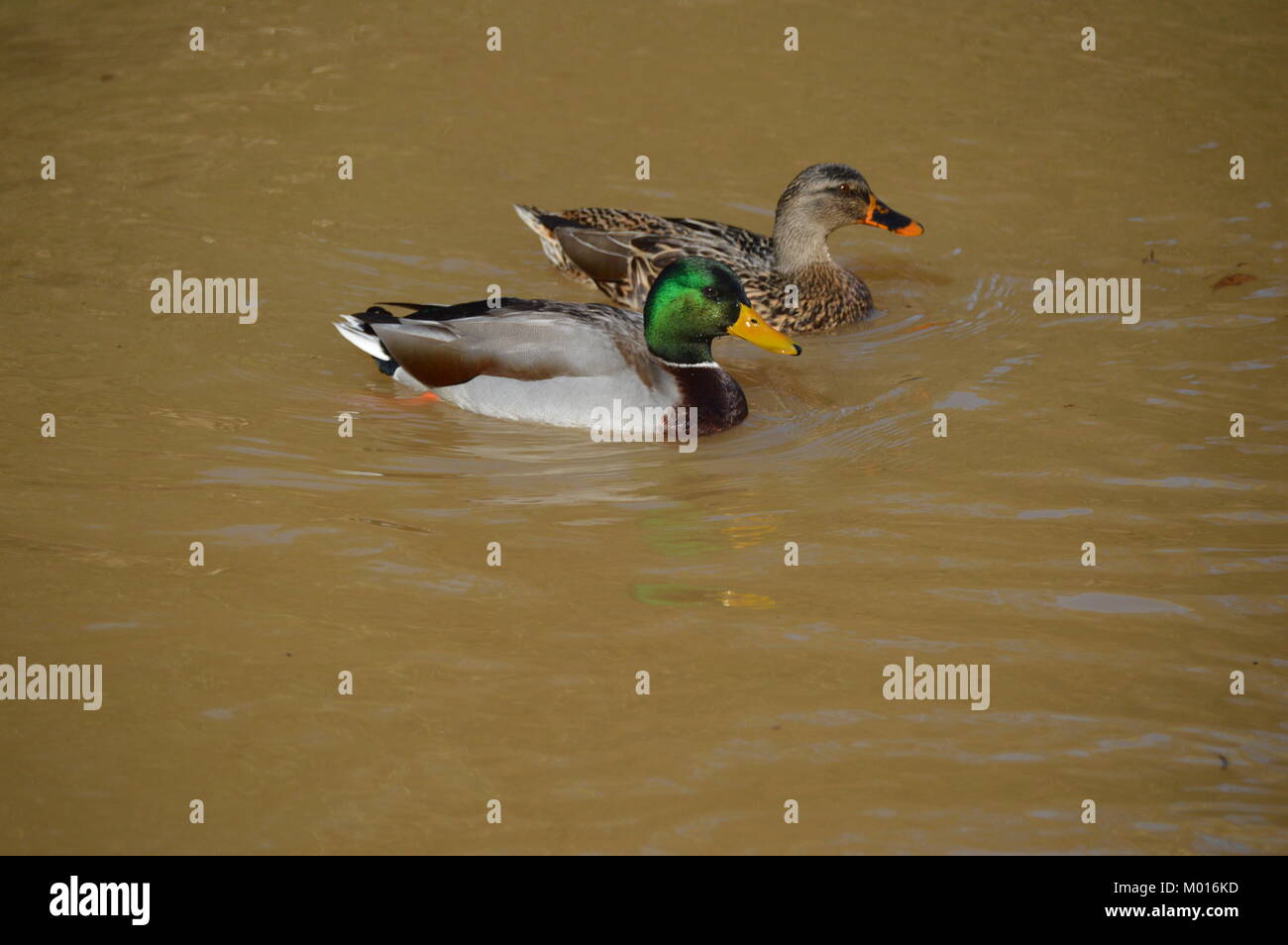 Mallards in Nashville Stock Photo - Alamy