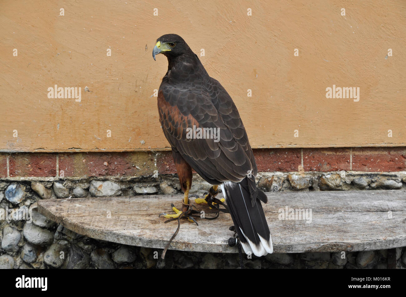 Harris hawk wild uk hi-res stock photography and images - Alamy