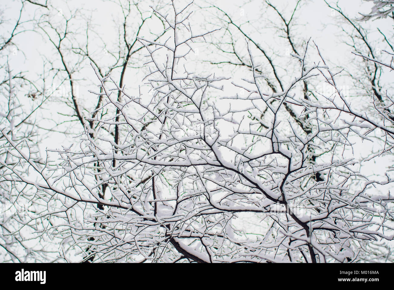 Winter forest on sun and tree in snow Stock Photo - Alamy