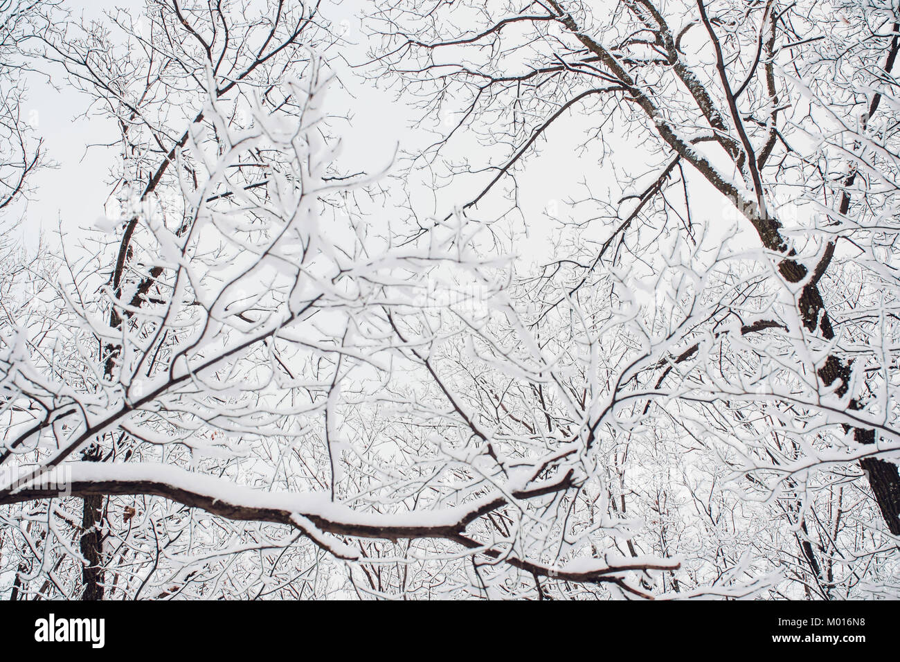 Winter forest on sun and tree in snow Stock Photo - Alamy
