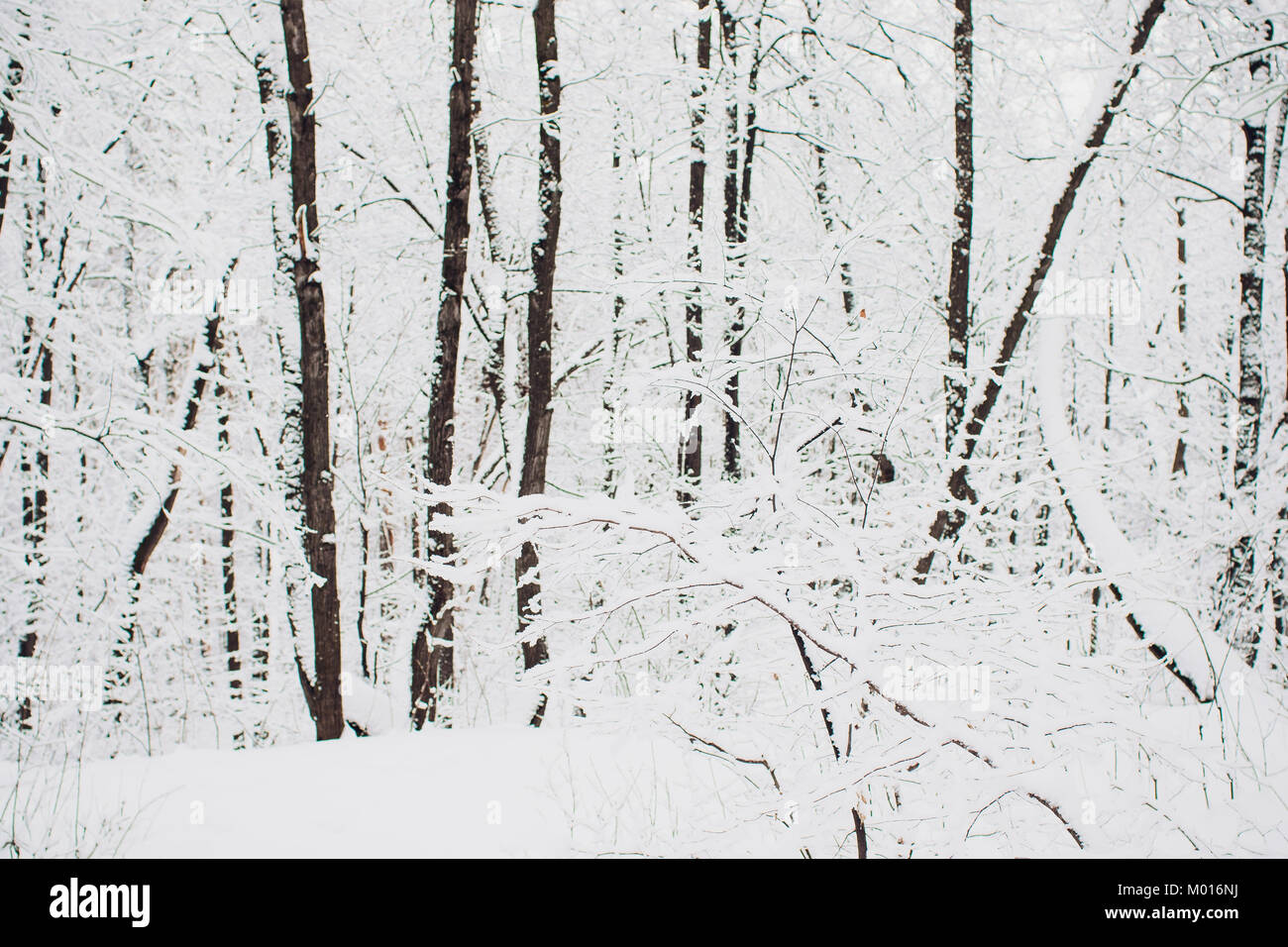 Winter forest on sun and tree in snow Stock Photo - Alamy
