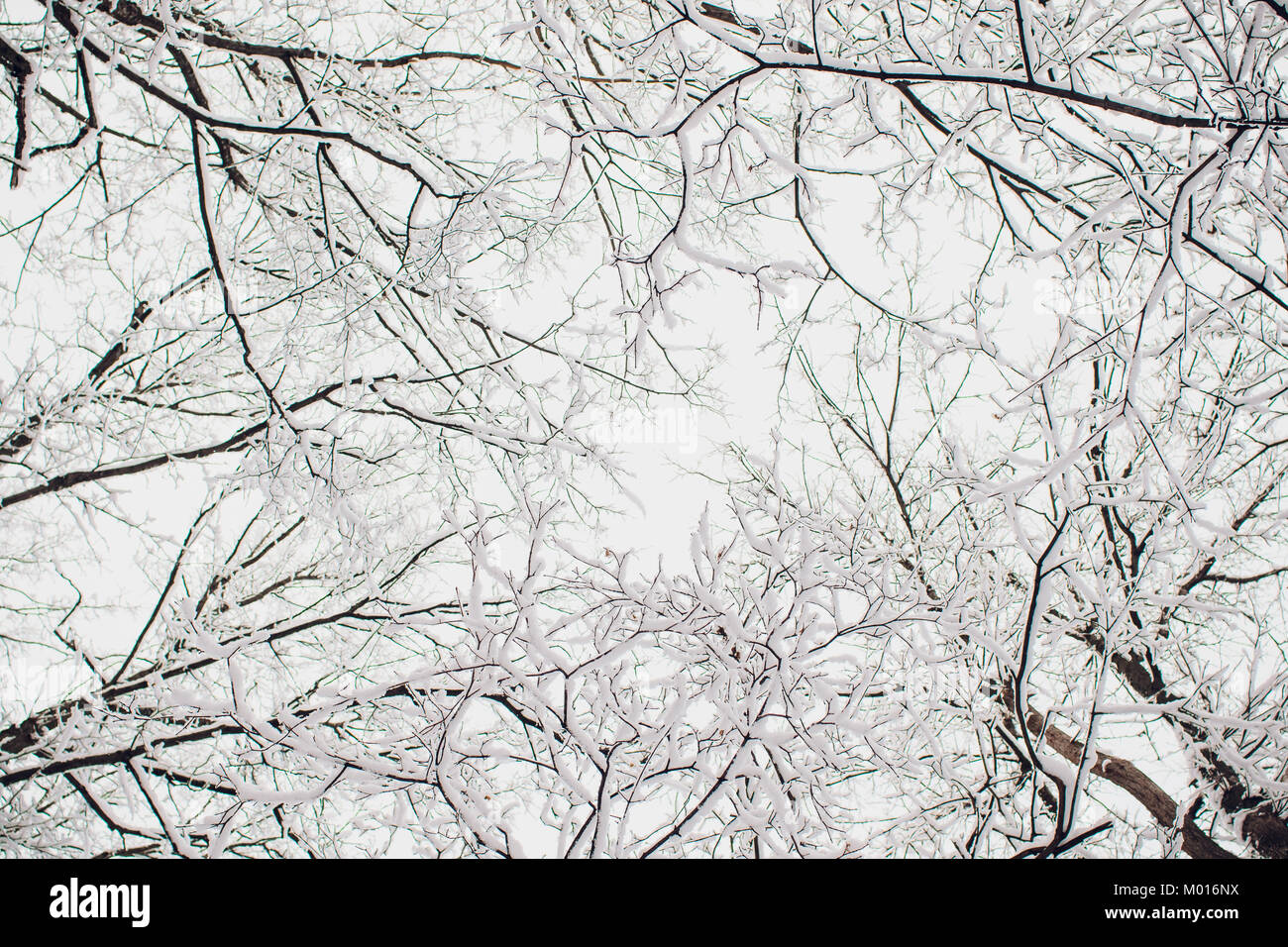 Winter forest on sun and tree in snow Stock Photo - Alamy