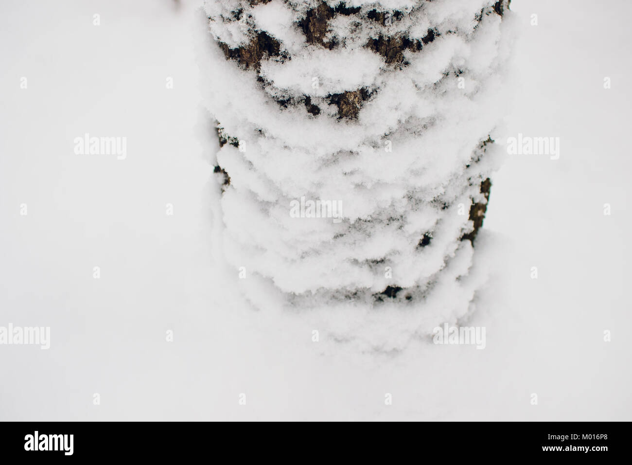 Winter forest on sun and tree in snow Stock Photo - Alamy