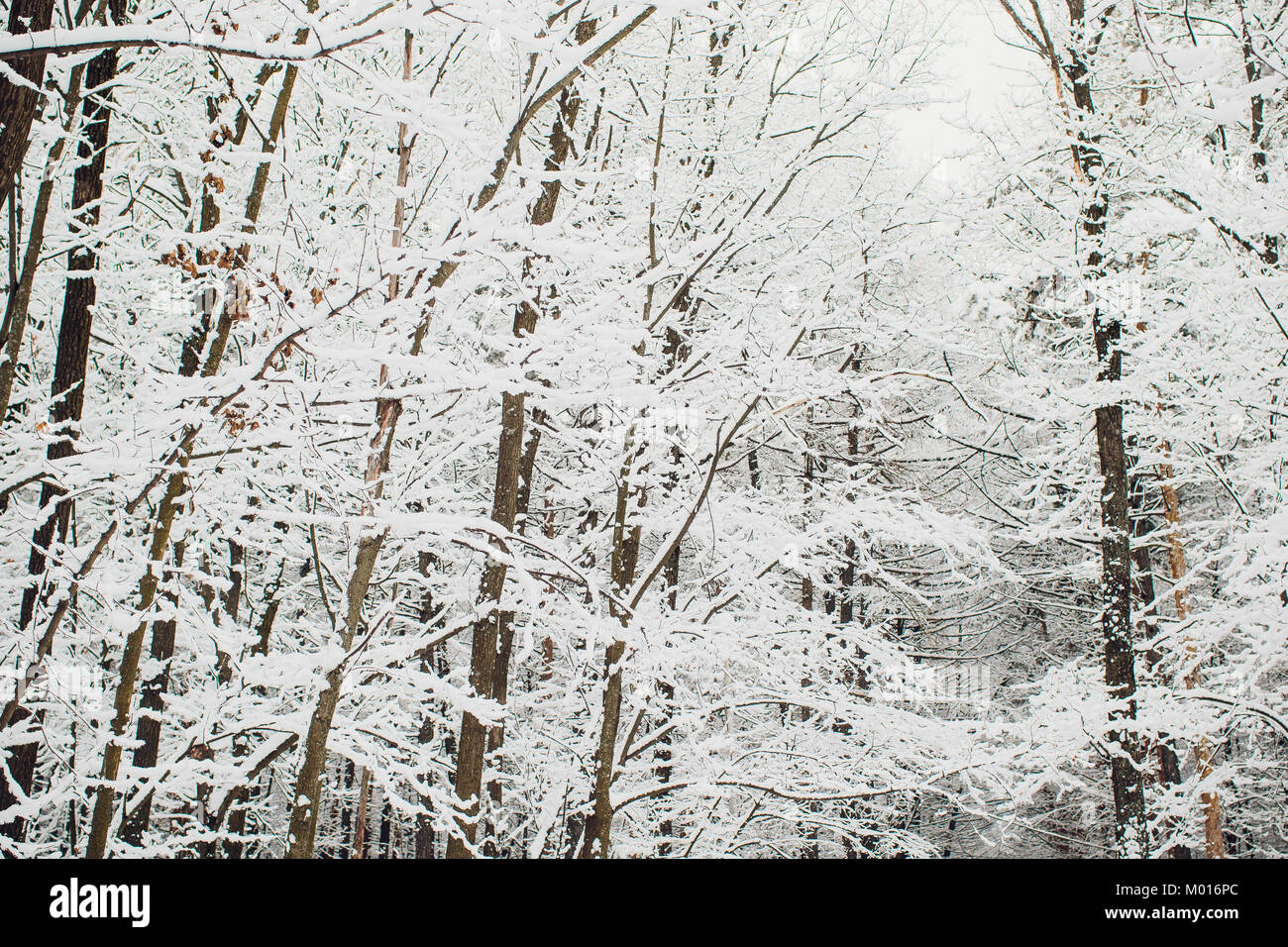Winter forest on sun and tree in snow Stock Photo - Alamy