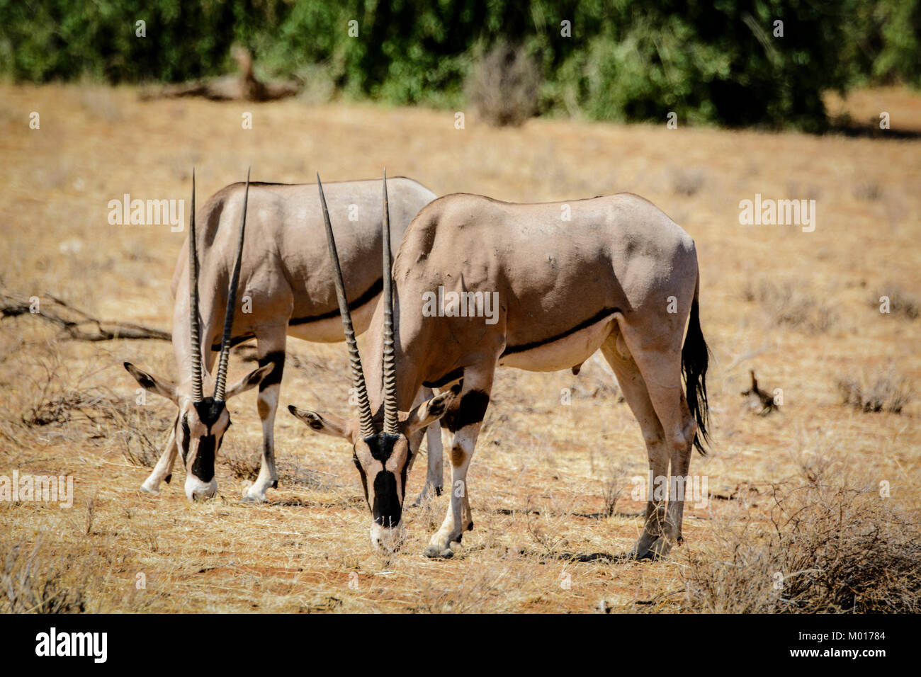 Two East African Oryx, Oryx beisa, grazing together in the Buffalo ...