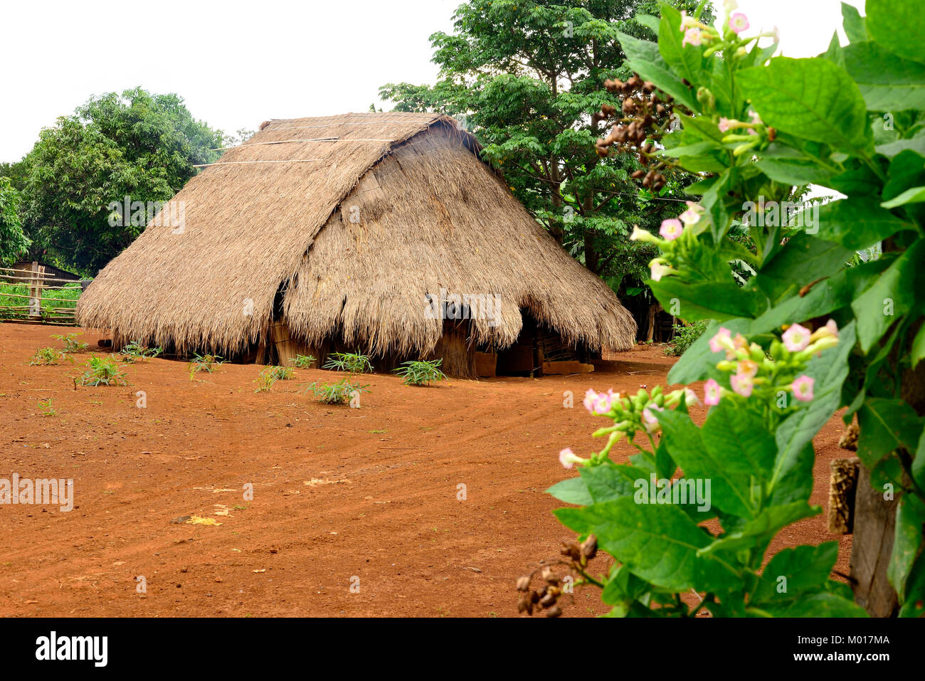 Rustic house of Bunong people, Pou Long, Mondulkiri, Cambodia Stock ...