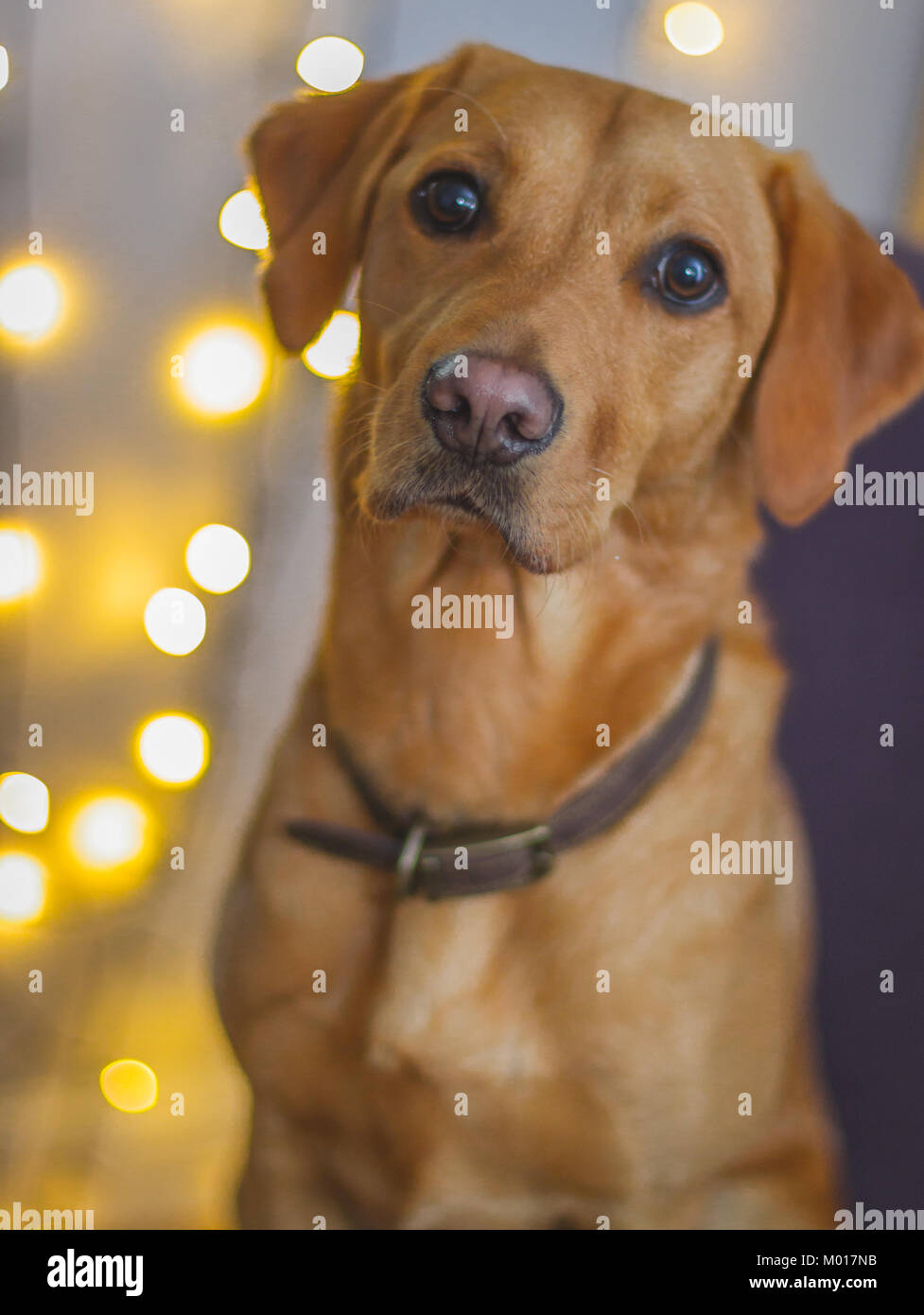 Fox red labrador hi-res stock photography and images - Alamy