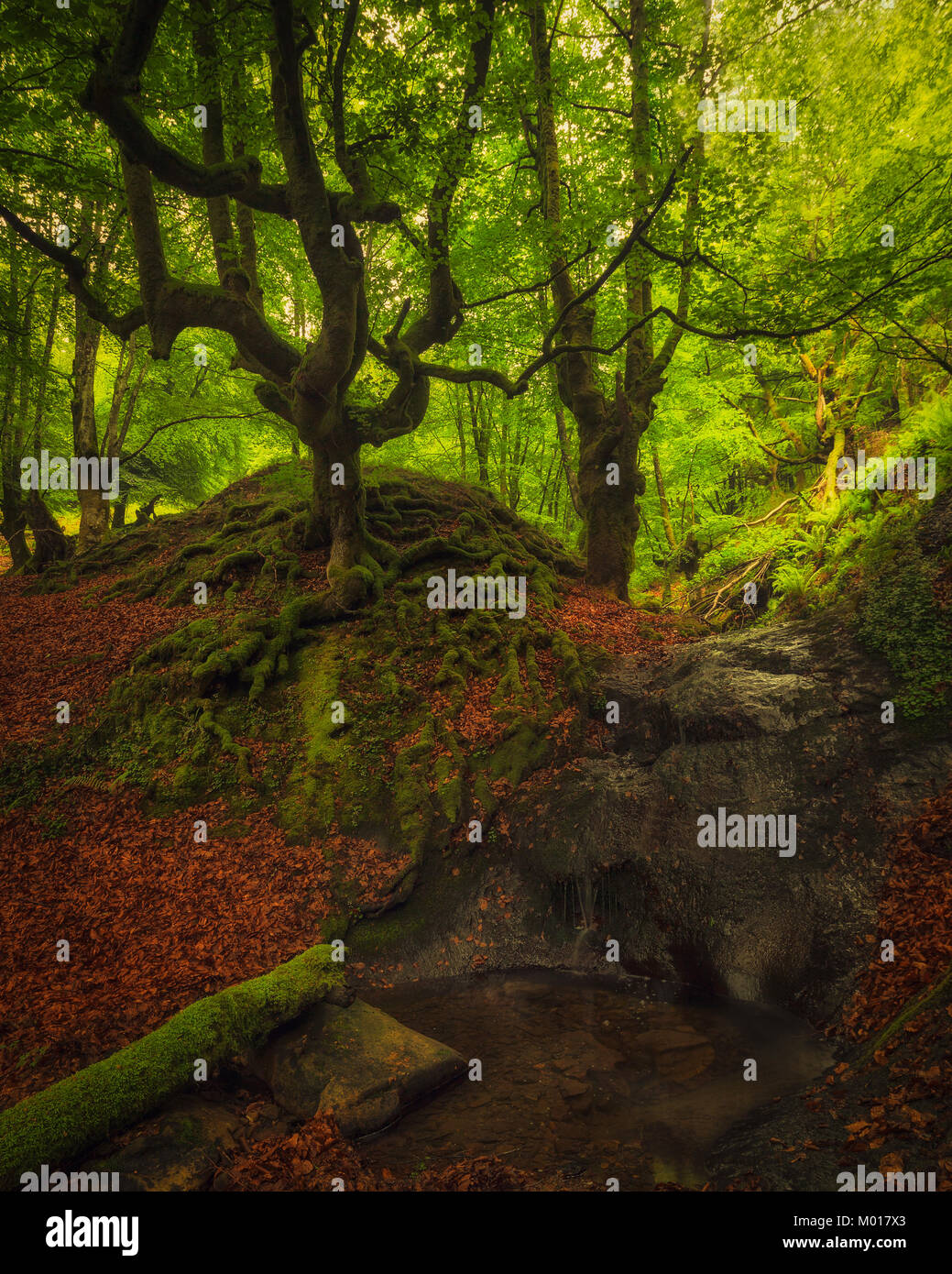 Ancient green forest in hi-res stock photography and images - Alamy