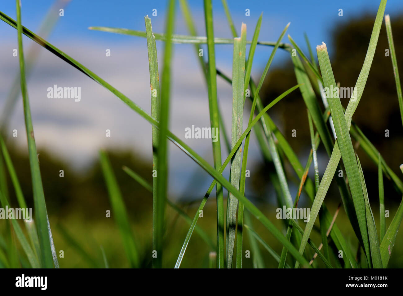 Insects perspective of the world - Macro Stock Photo - Alamy