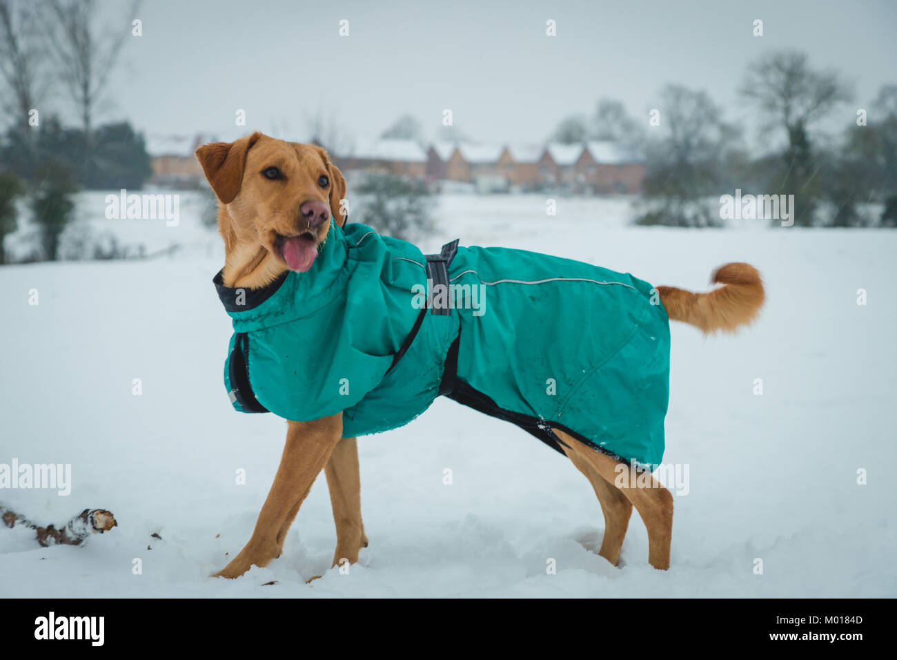 Fox red labrador hi-res stock photography and images - Alamy