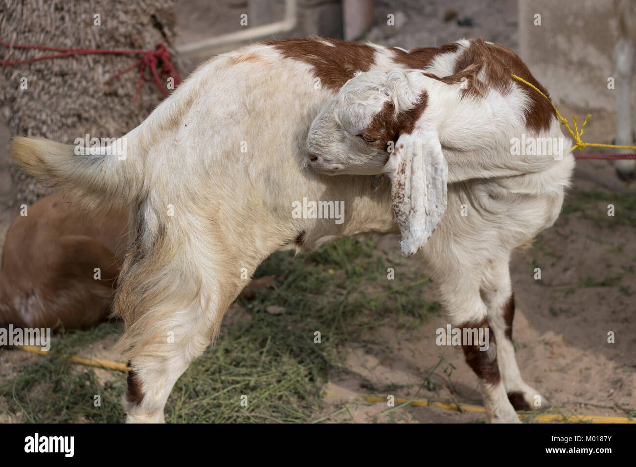 Eid ul adha hi-res stock photography and images - Alamy