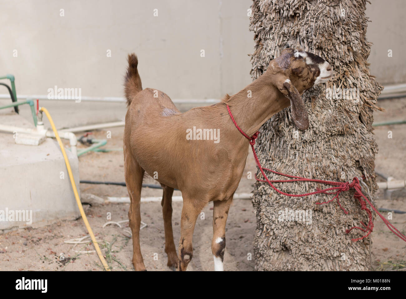 Eid ul adha hi-res stock photography and images - Alamy