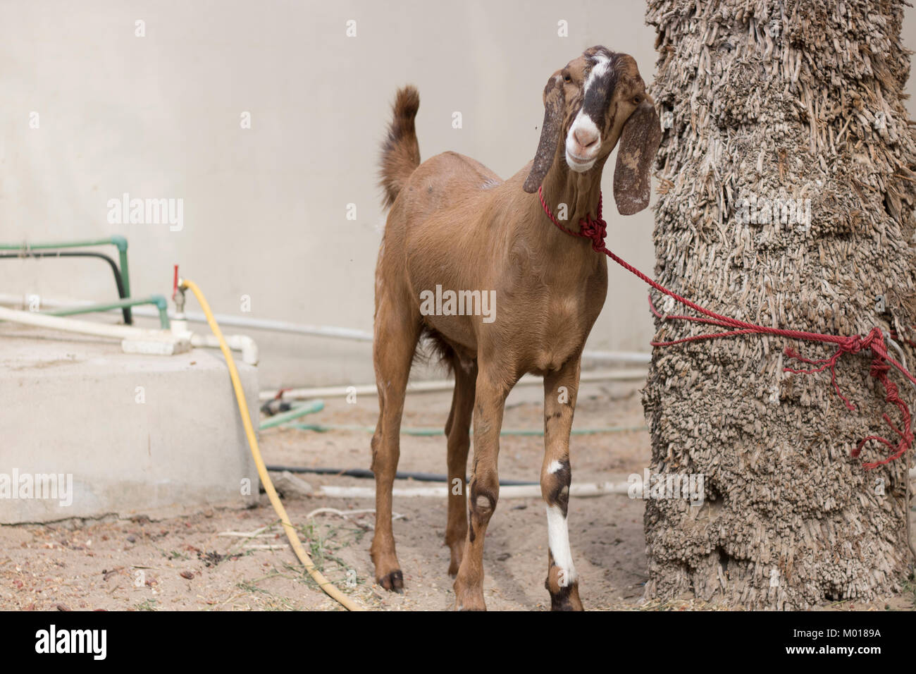 Arabian goats of the deserts of the Dubai, captured on the occasion of ...