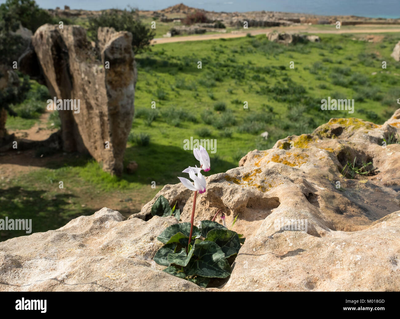 Cyprus wild flower hi-res stock photography and images - Alamy
