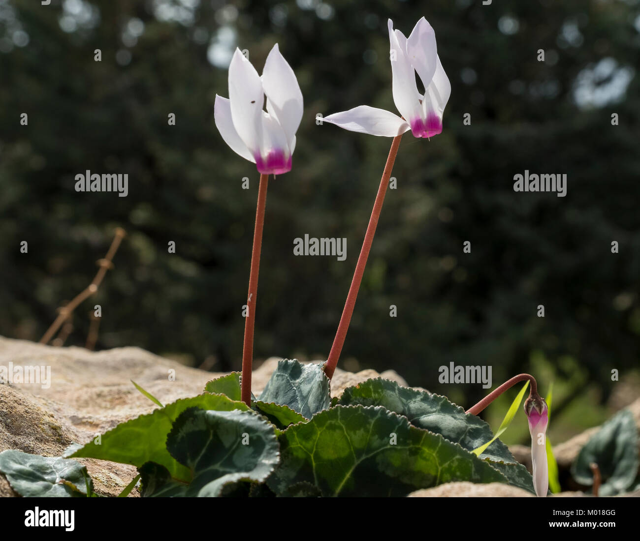 Cyclamen persicum Persian cyclamen flowers growing in the Tomb of the ...