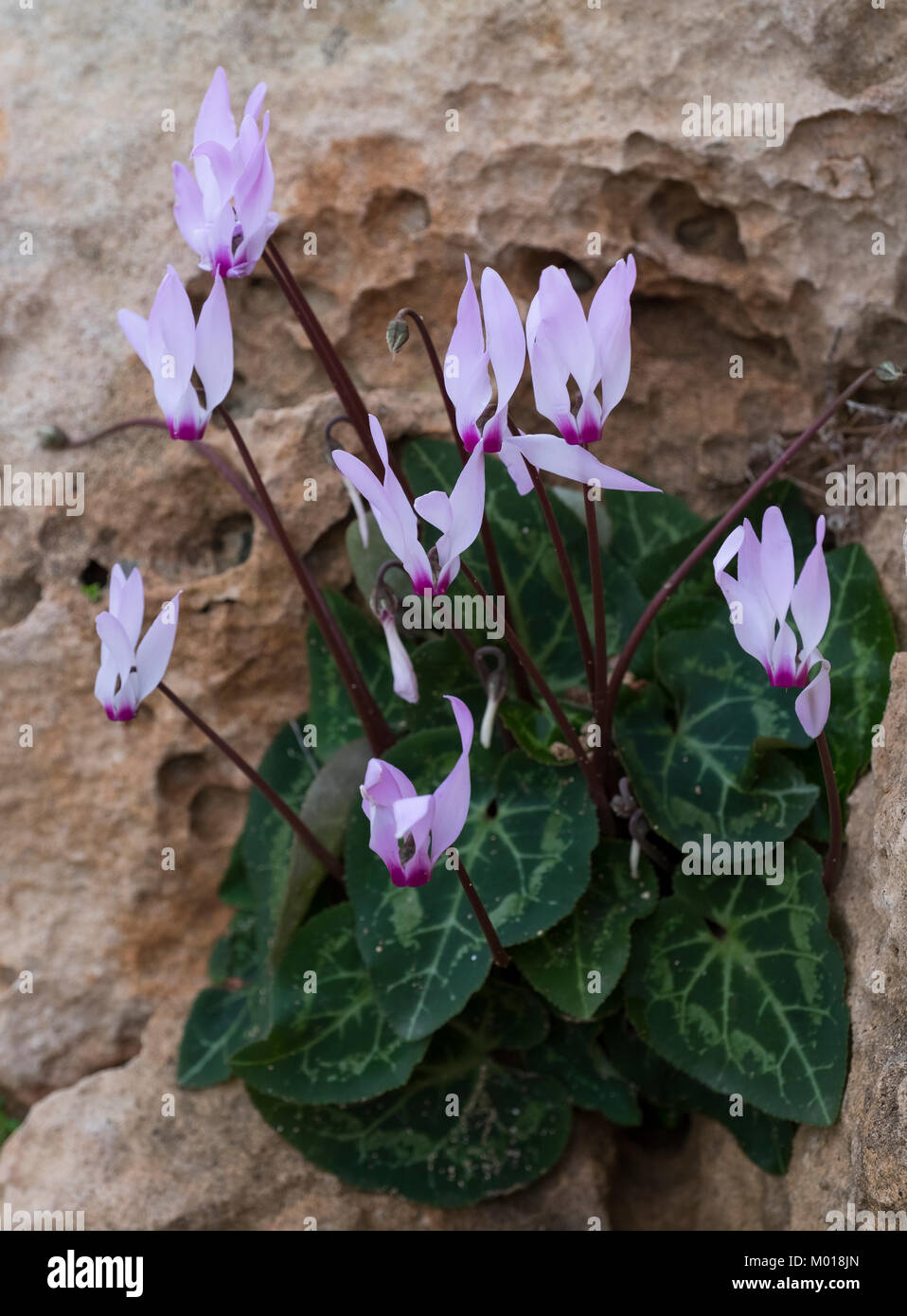 Cyclamen persicum Persian cyclamen flowers growing in the Tomb of the ...