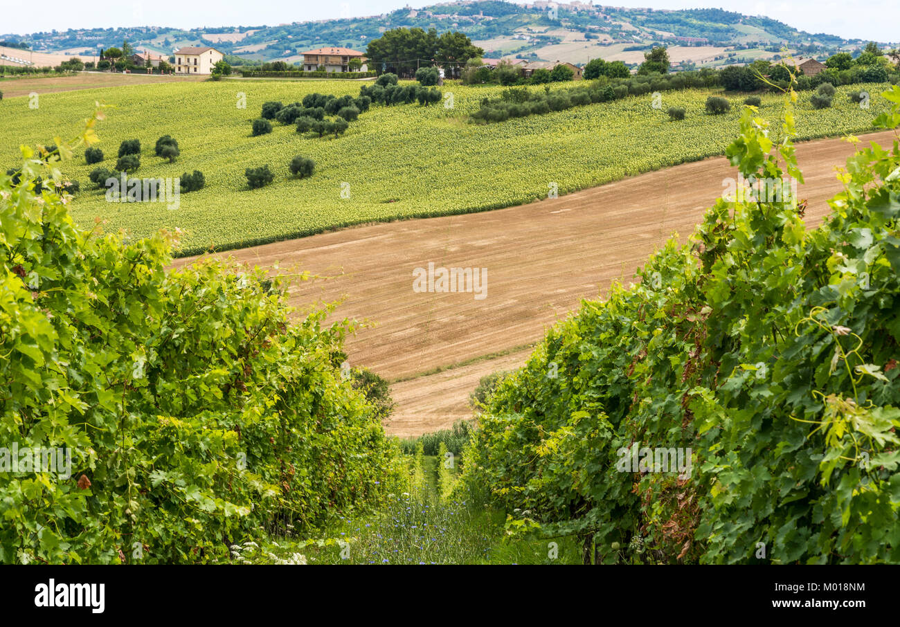 rural summer landscape with vineyards and olive fields near Porto ...