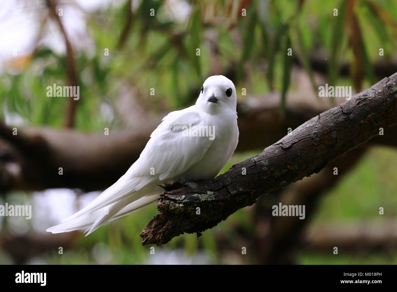 white tern bird Stock Photo - Alamy