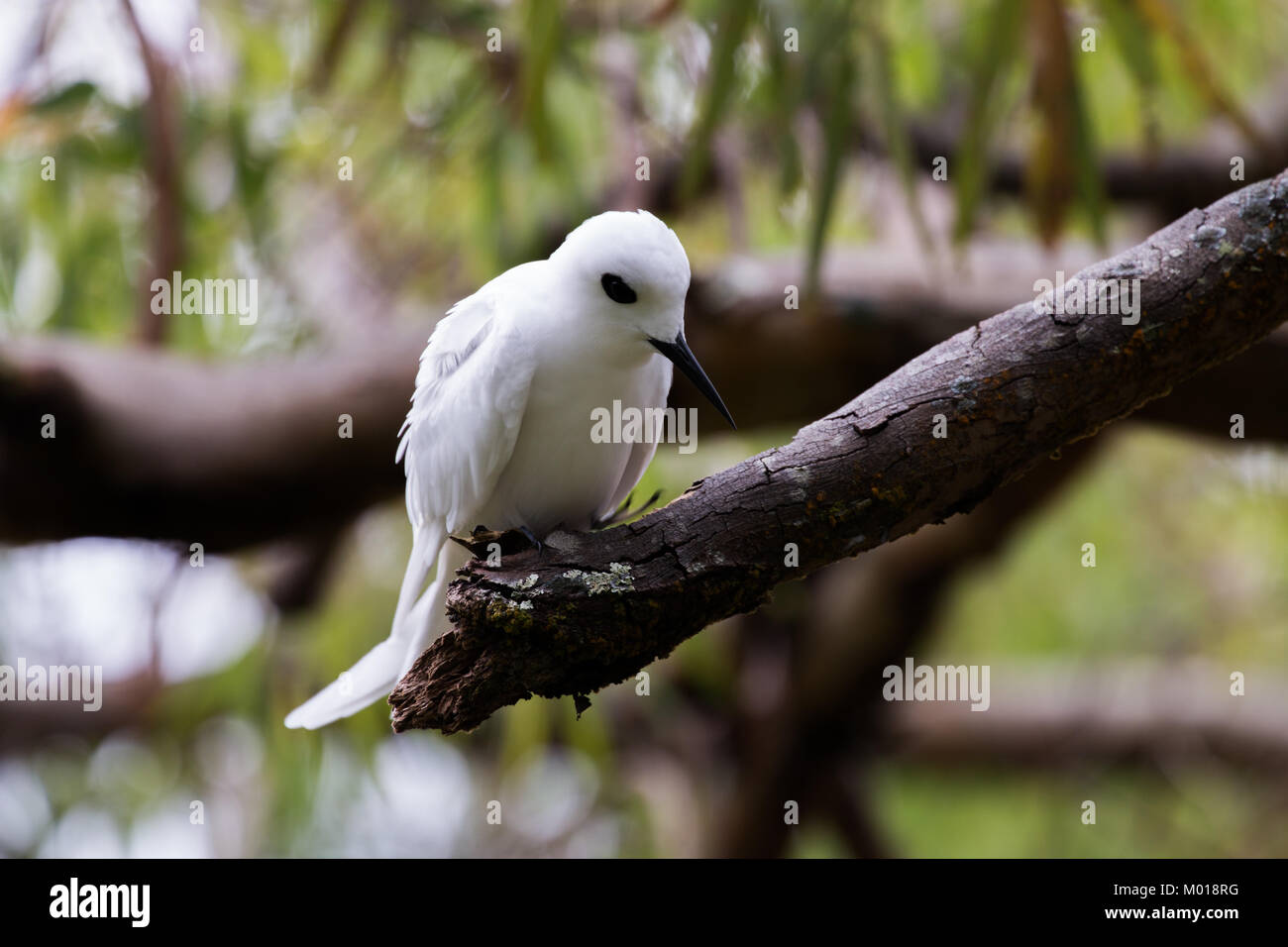 white tern bird Stock Photo - Alamy