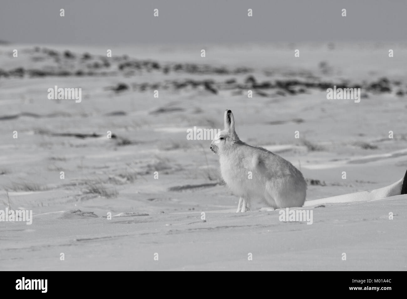 Arctic hare (Lepus arcticus) sitting on snow and shedding its winter ...