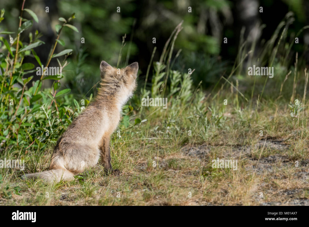 Cascade Red Fox High Resolution Stock Photography and Images - Alamy