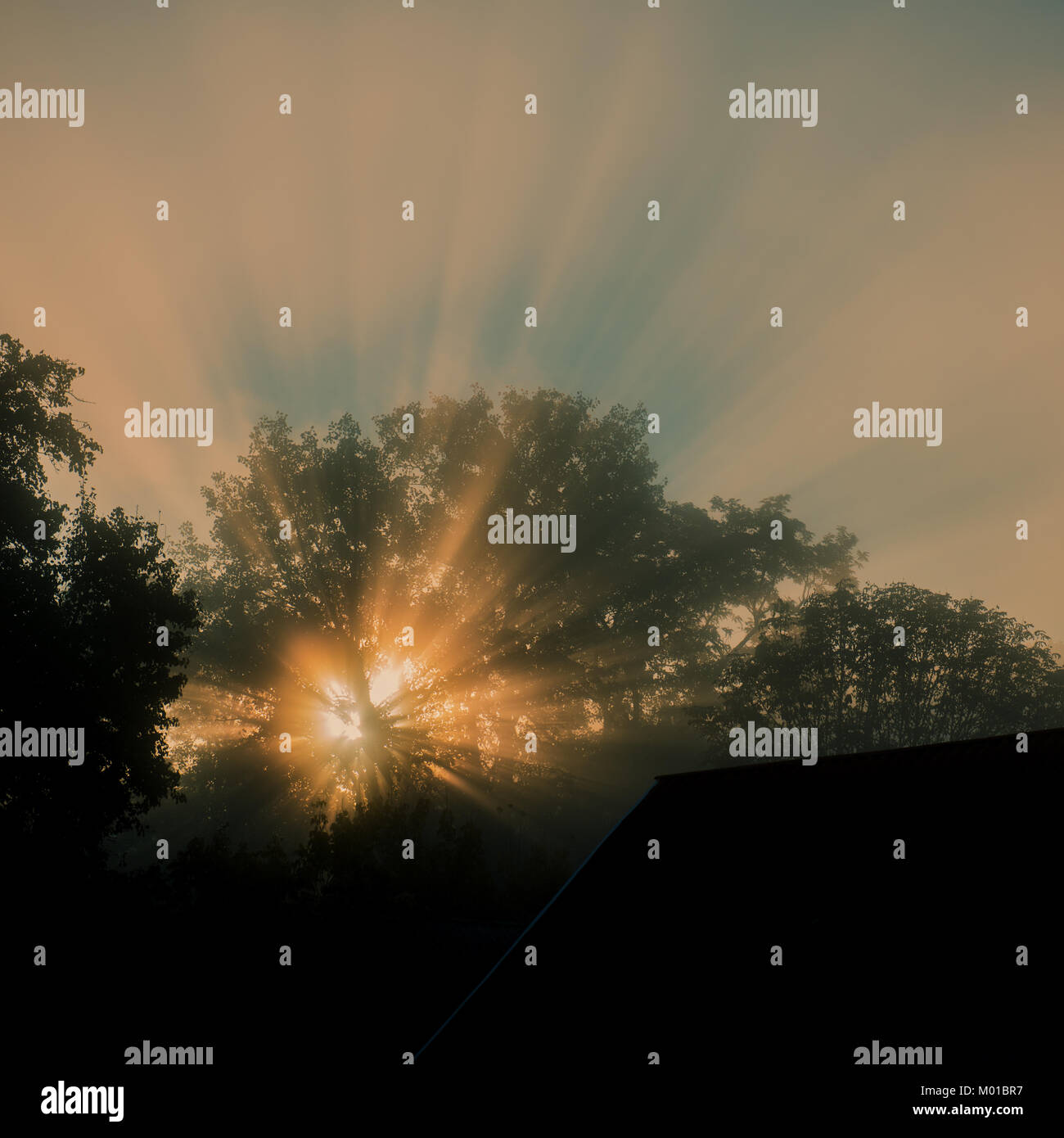 morning sun rays. Rural landscape. Trees and the roof of the house ...