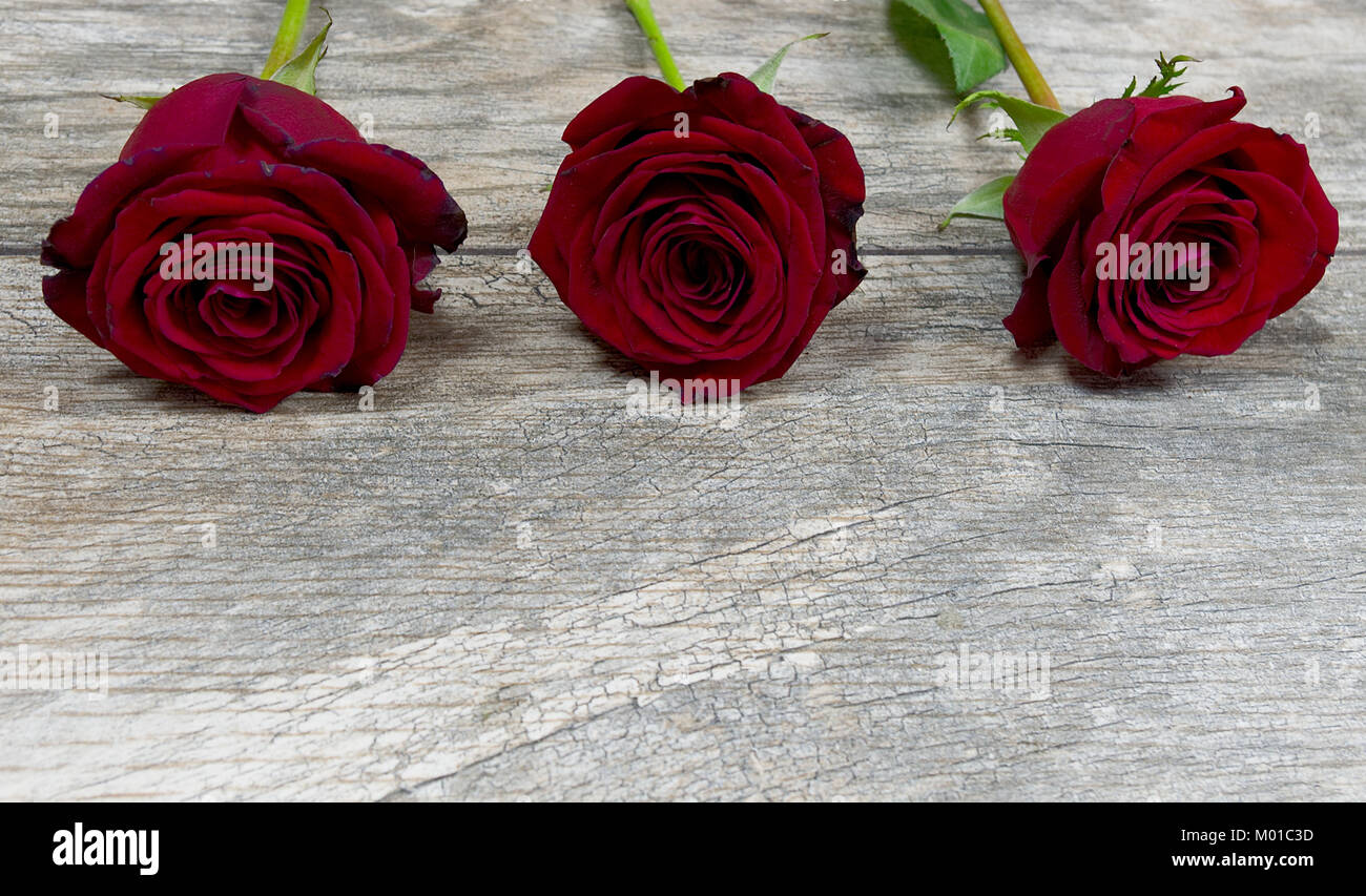 Three Red Roses High Resolution Stock Photography and Images - Alamy