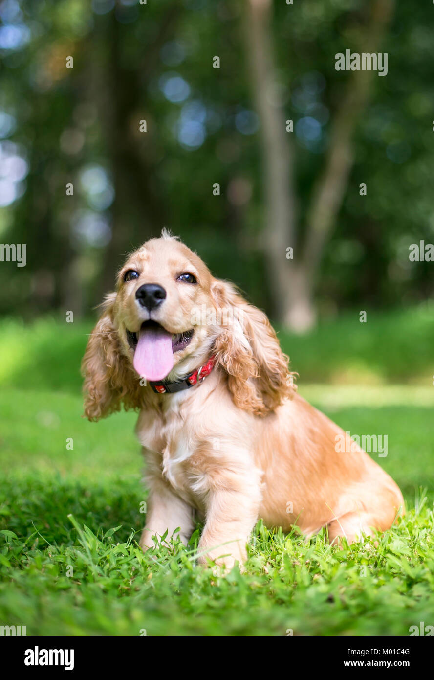 A young English Cocker Spaniel puppy in the grass Stock Photo - Alamy