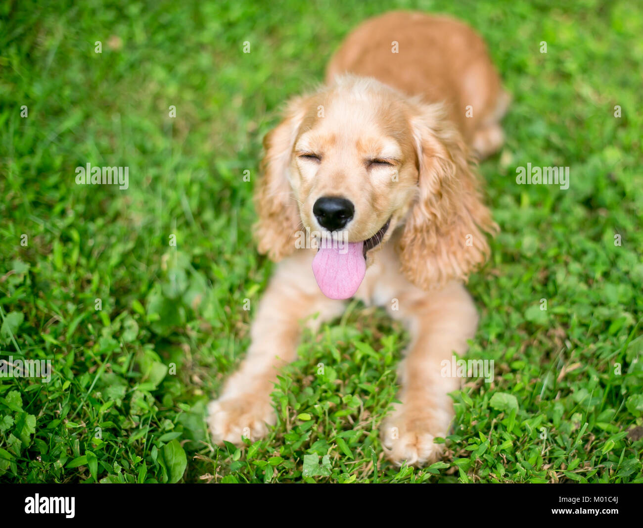 A young English Cocker Spaniel puppy in the grass Stock Photo - Alamy