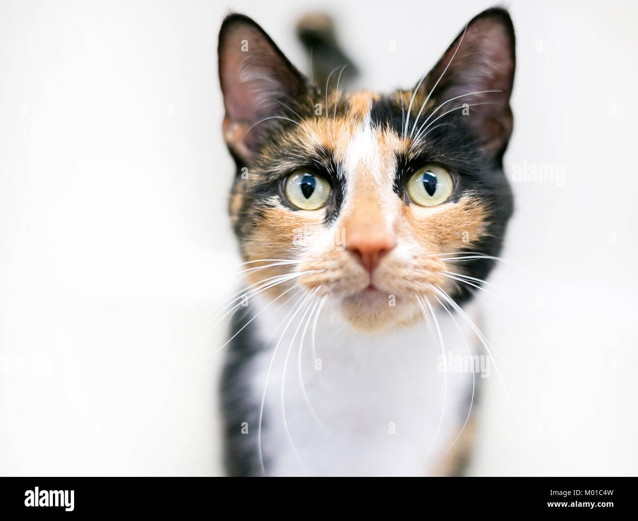 Portrait of a shorthaired Calico cat on a white background Stock Photo ...