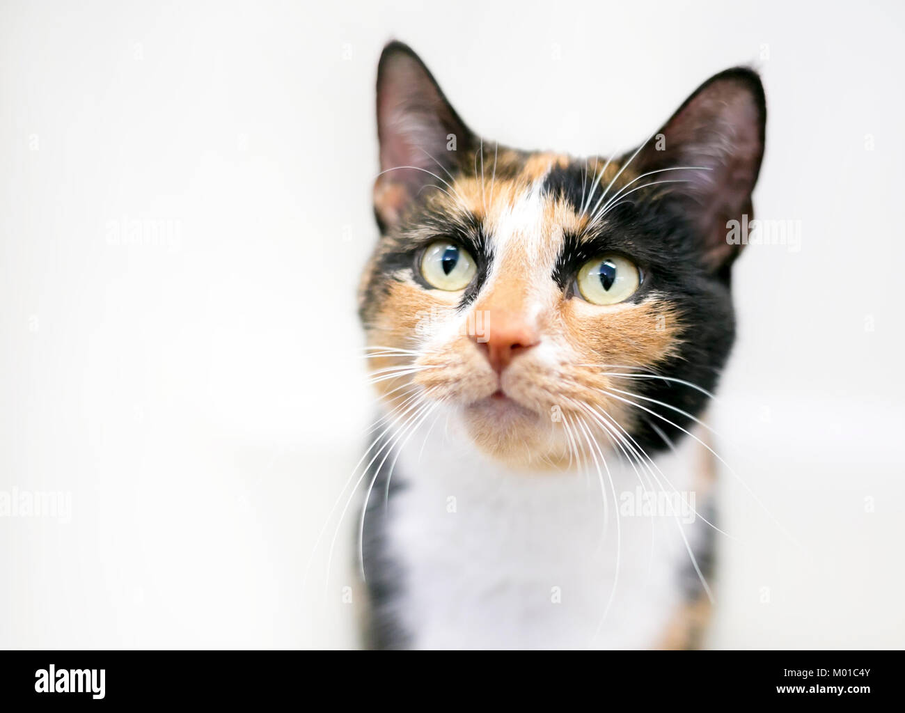 Portrait of a shorthaired Calico cat on a white background Stock Photo ...