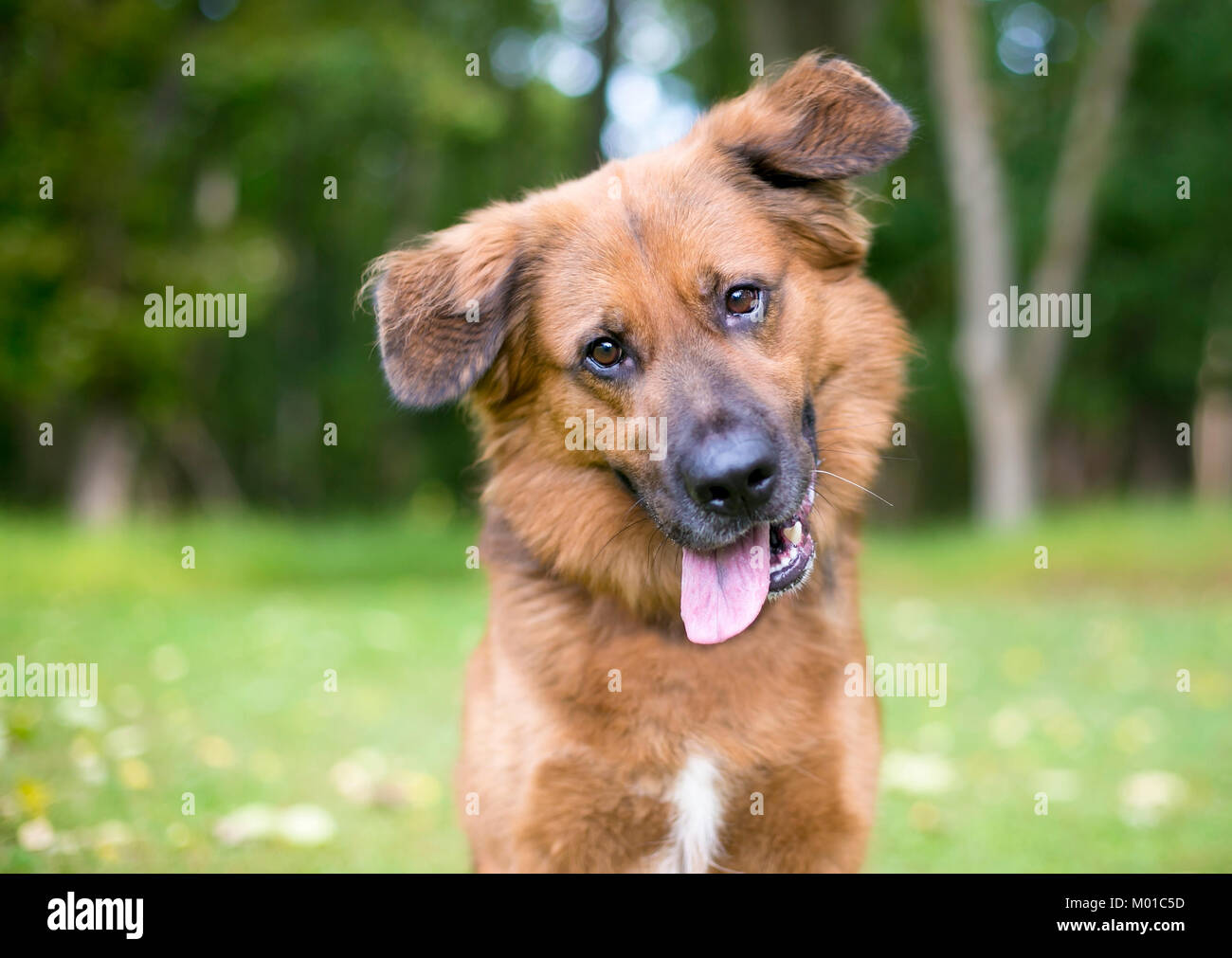 Portrait of a fuzzy mixed breed dog outdoors Stock Photo - Alamy