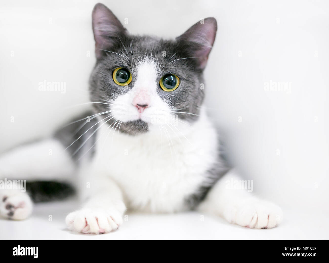 A gray and white shorthaired cat with large dilated pupils Stock Photo ...