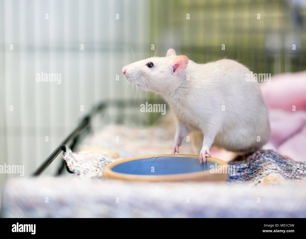 A white Fancy Rat or domesticated rat Stock Photo - Alamy