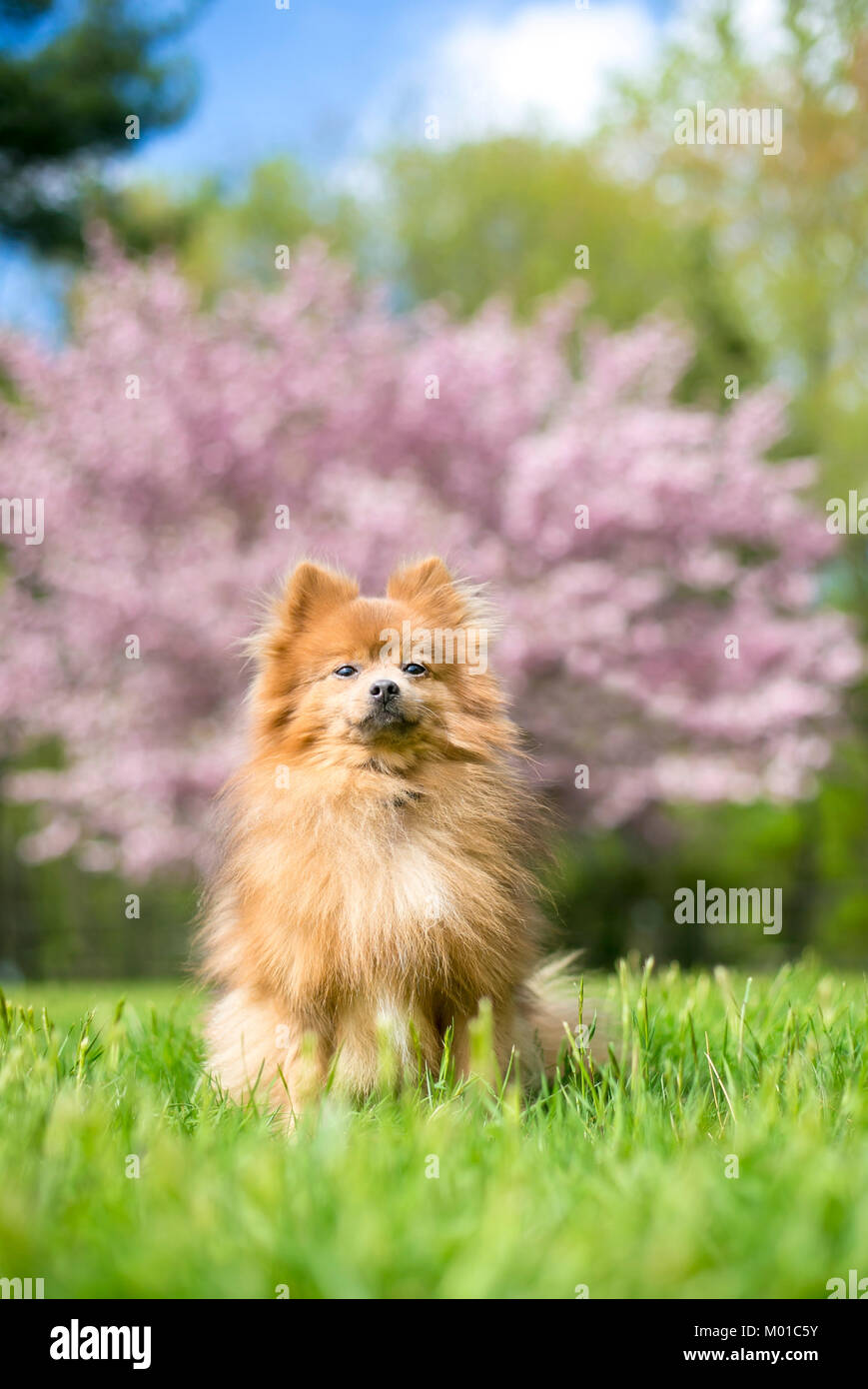 A red Pomeranian dog outdoors in the springtime in front of a pink ...