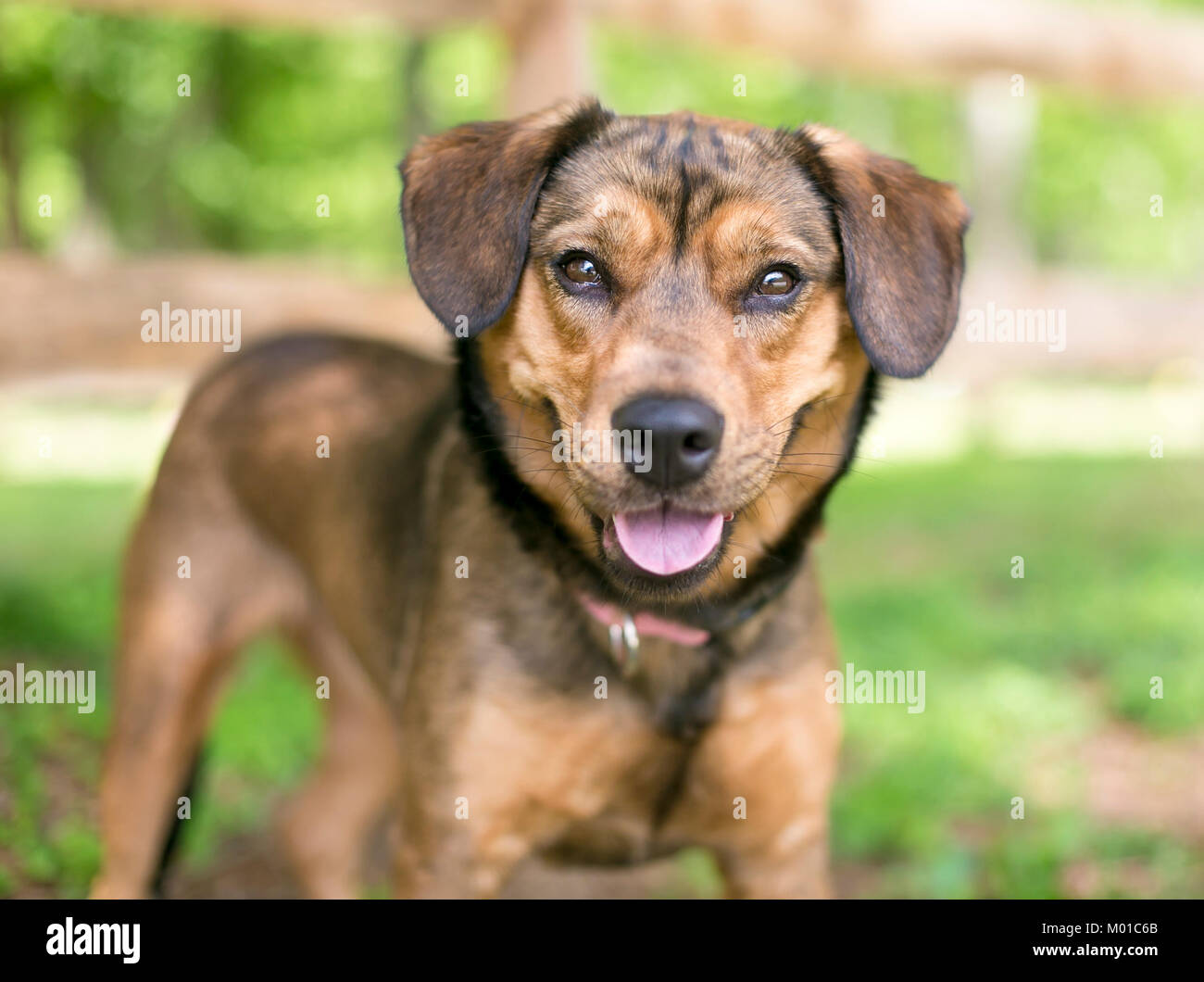 Portrait of a brown mixed breed dog outdoors Stock Photo - Alamy