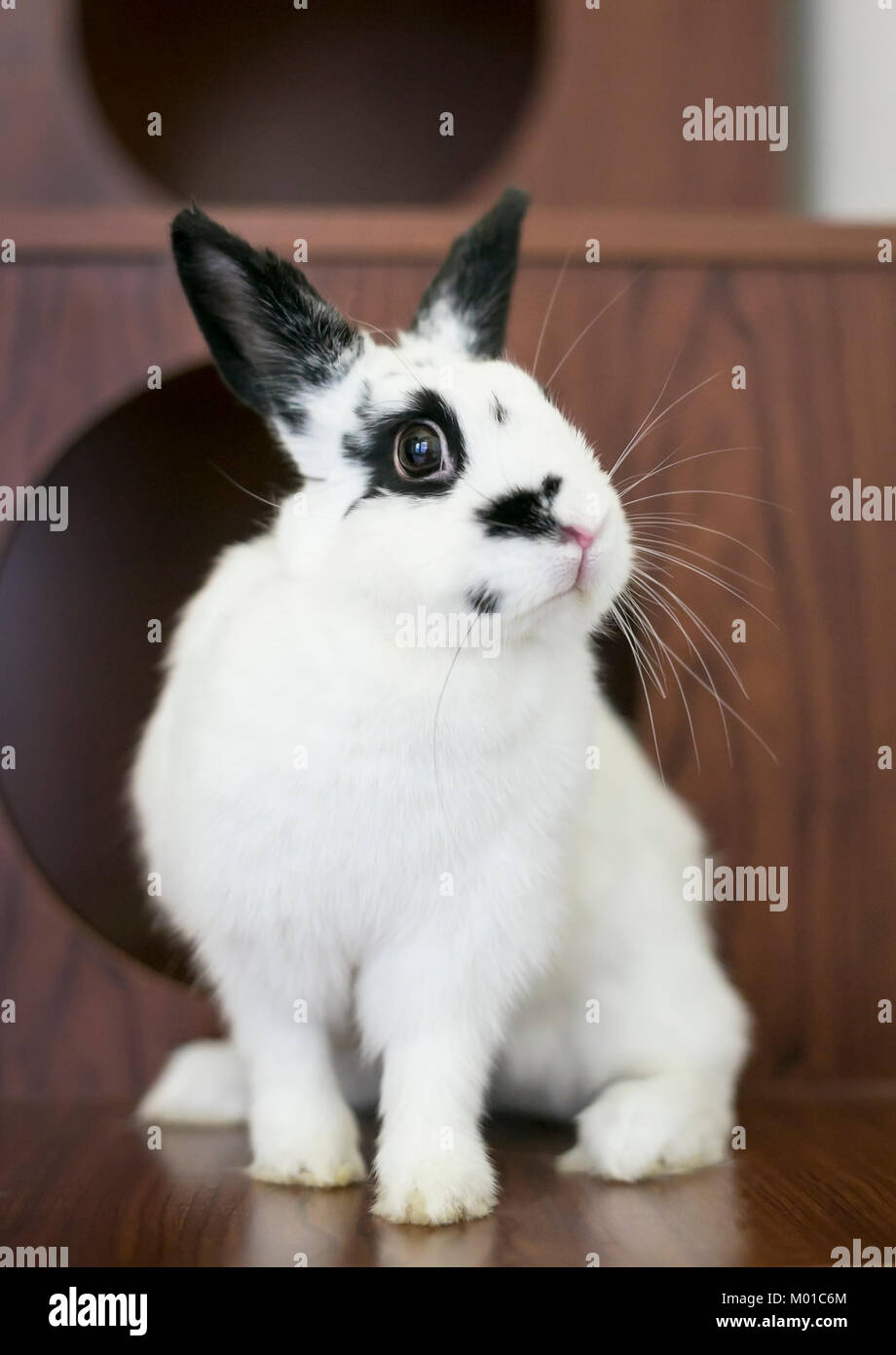 A domesticated black and white Dwarf rabbit Stock Photo - Alamy