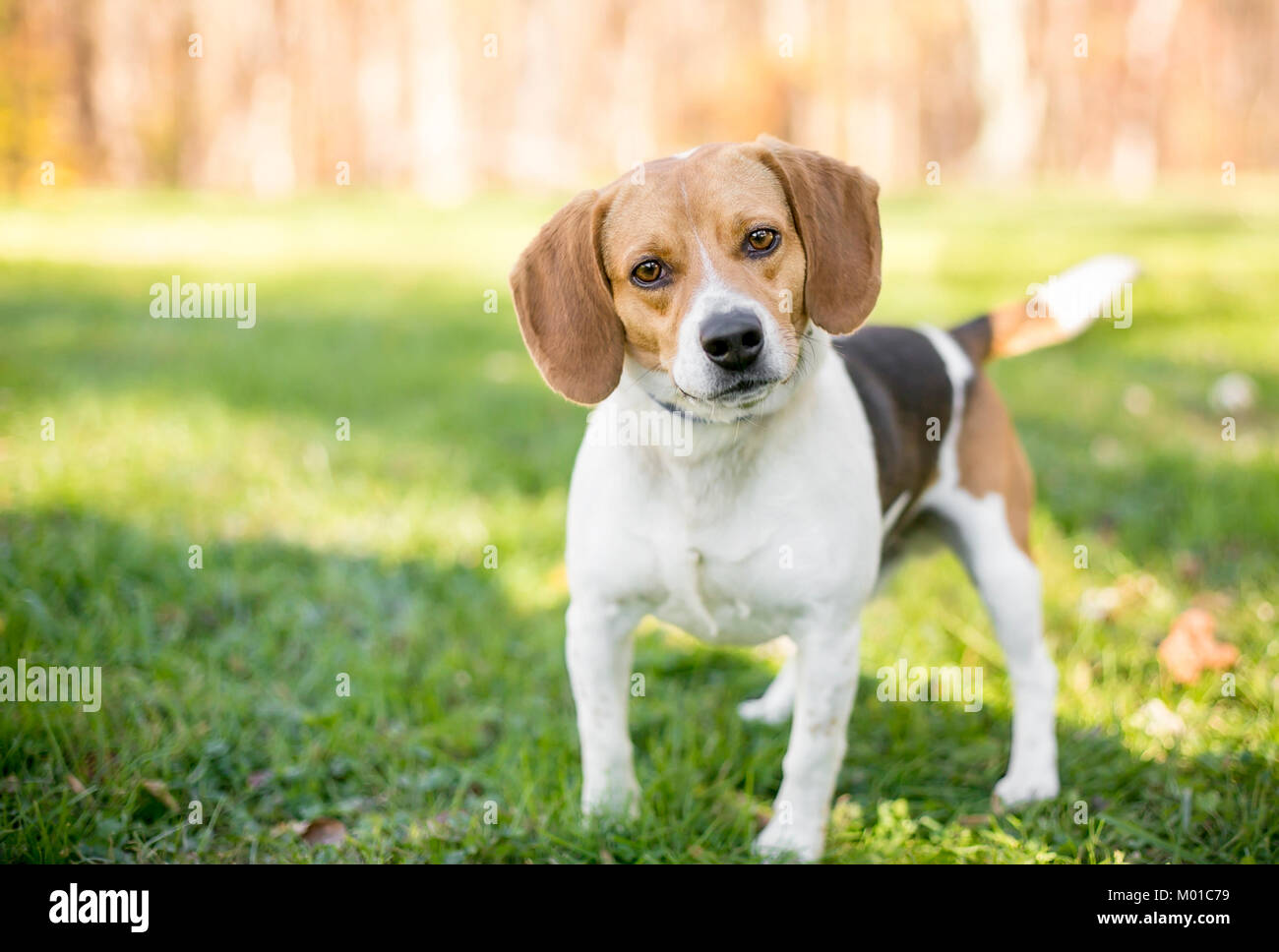 Portrait of a Beagle outdoors Stock Photo - Alamy