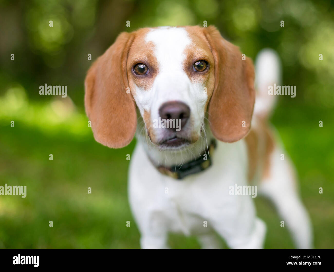 Foxhound hi-res stock photography and images - Alamy