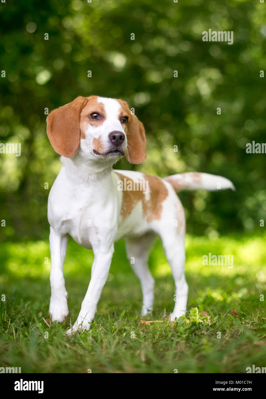 Foxhound dog hi-res stock photography and images - Alamy