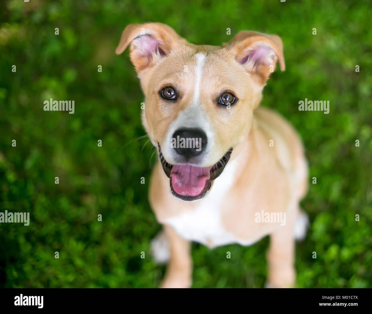 A smiling mixed breed puppy in the grass Stock Photo - Alamy