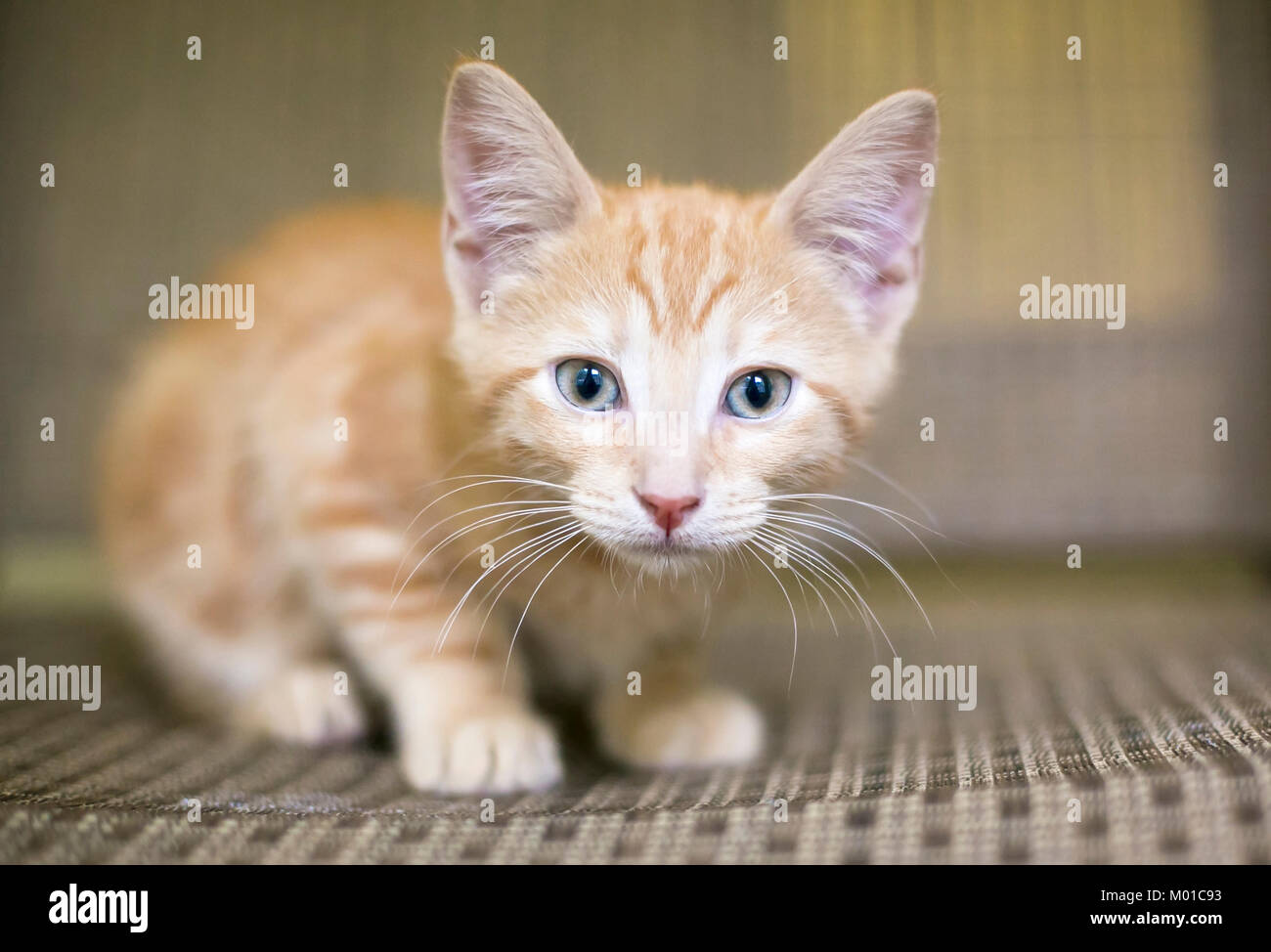 Portrait of an orange tabby kitten with blue eyes Stock Photo - Alamy