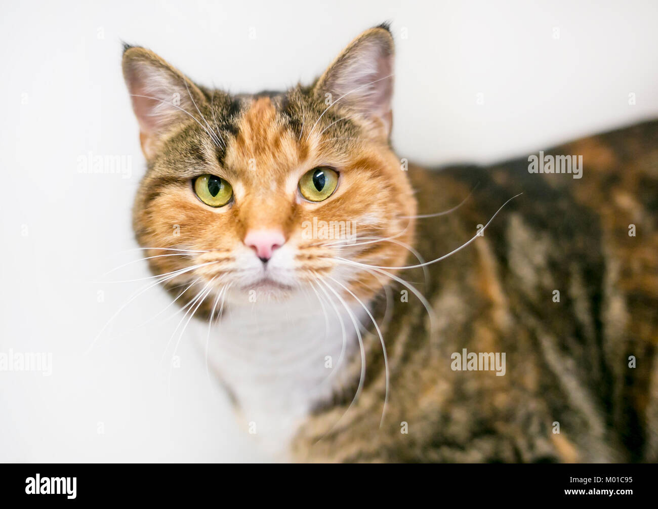 Portrait of a shorthaired Calico cat on a white background Stock Photo ...