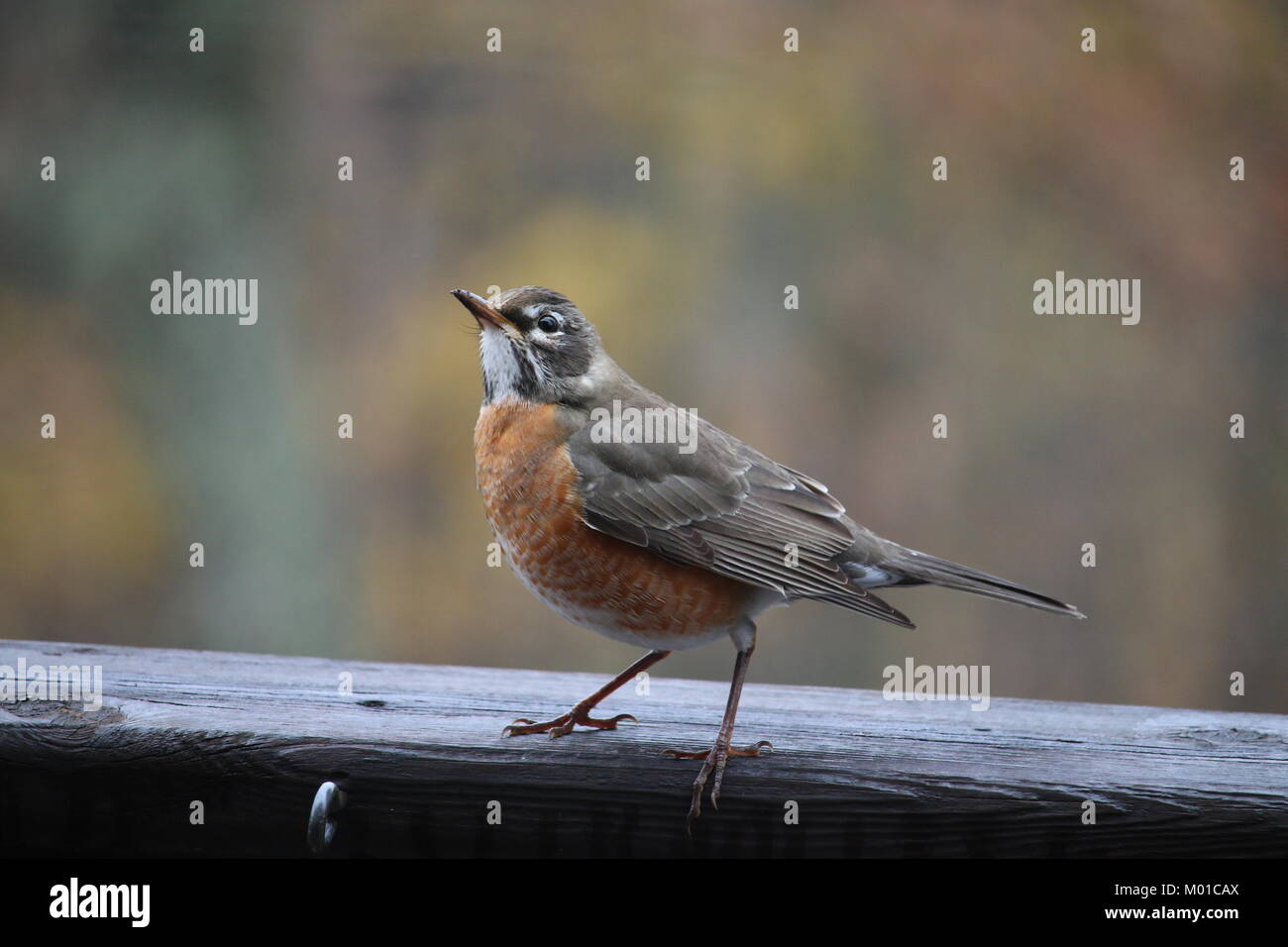 A robin looking up hi-res stock photography and images - Alamy
