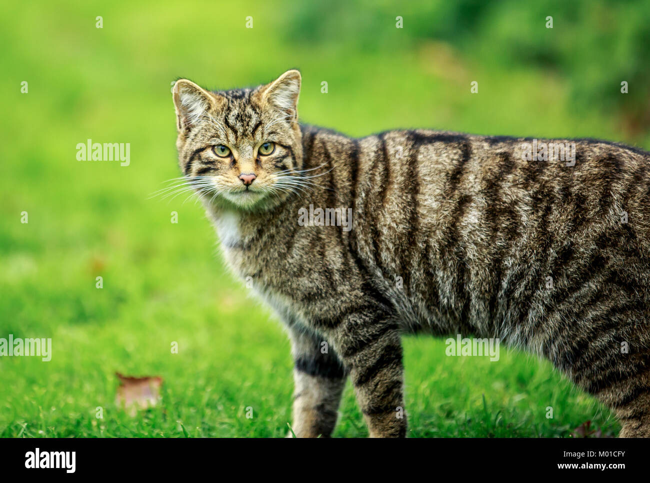 A Scottish Wildcat Stock Photo - Alamy