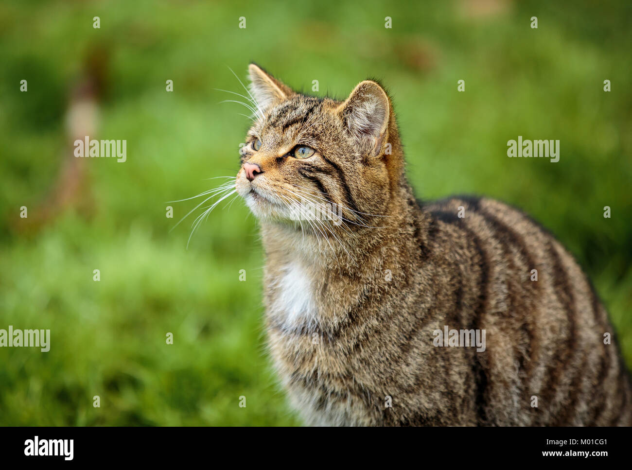 A Scottish Wildcat Stock Photo - Alamy